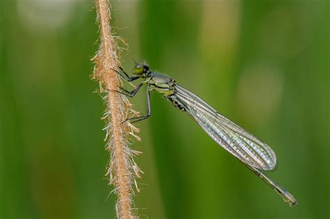 500 Free Damselfly And Dragonfly Images Pixabay