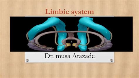 Limbic System 3d What Does The Limbic System Consist Of Medimagic