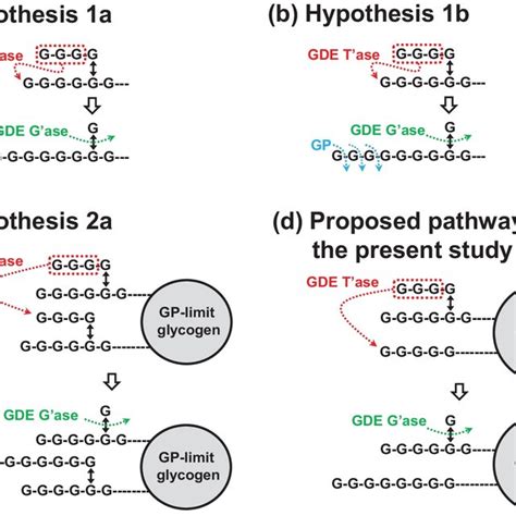 Debranching Activity Of Gde Towards Gp Limit Glycogen Gp Limit Download Scientific Diagram