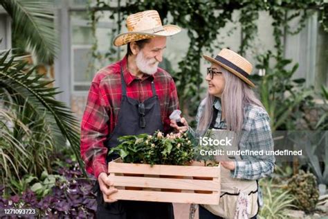 행복한 선배 쾌활한 부부 밀짚 모자를 쓰고 온실에서 함께 일하고 서로를 바라보며 화분이있는 나무 상자를 들고 물 분기로 녹색