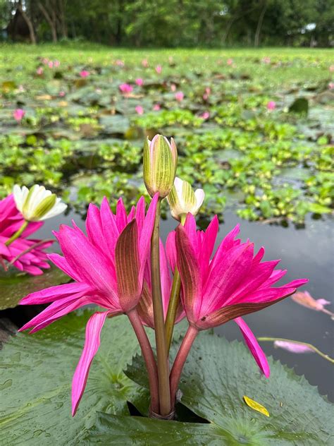 Watter Nature Lake Free Photo On Pixabay Pixabay