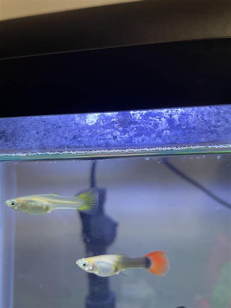 Identifying The Sex Of Guppies R Aquariums