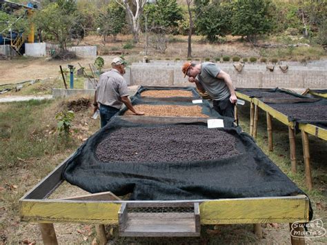 El Salvador Dry Process Finca San Luis