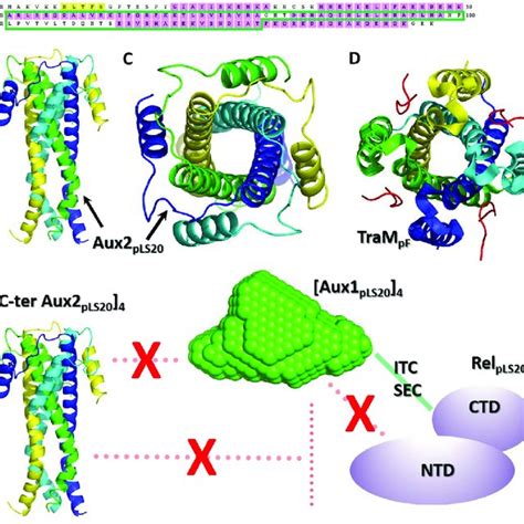 Crystallographic Structure Of The Tetramerization Domain Of Aux2 Pls20 Download Scientific