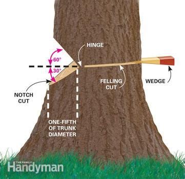 This Diagram Shows How To Notch And Fell A Tree Tree Felling Tree Cutting Tree Removal