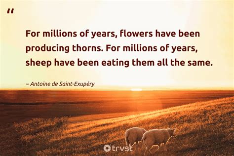 37 Sheep Quotes To Inspire Innocence Individuality 2024