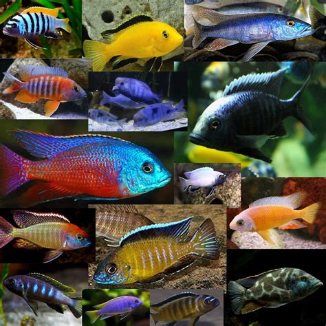 Shop Collection Of Lake Malawi Cichlids At Sanctuary Cichlids Page 3