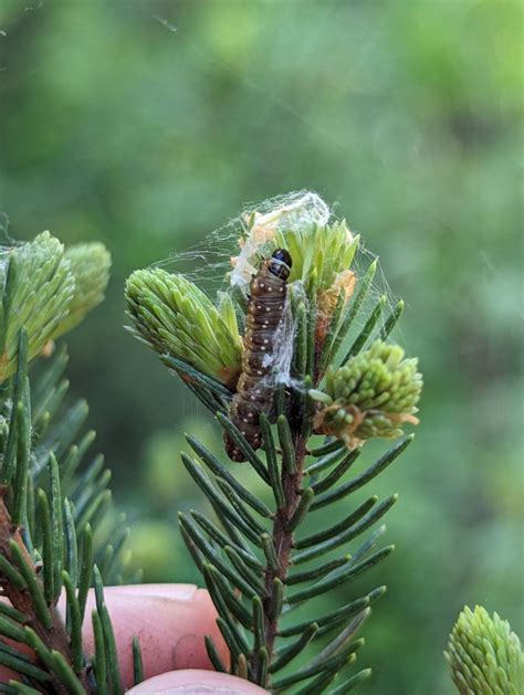 Umaine Spruce Budworm Lab Map Cooperative Forestry Research Unit