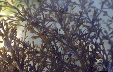 Seaweeds A Hidden Habitat Under Threat Natural History Museum