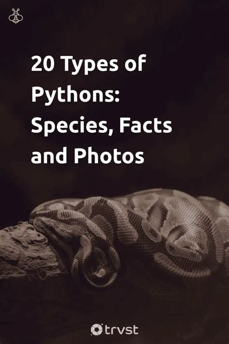 20 Types Of Pythons Species Facts And Photos