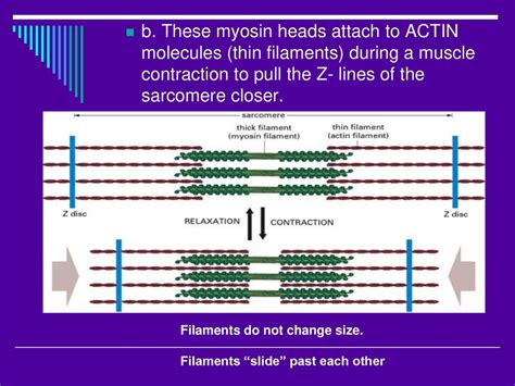 skeletal muscular system ppt download