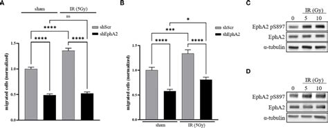 Ir Induced Cancer Cell Migration Is Dependent On Epha2 A A Download Scientific Diagram