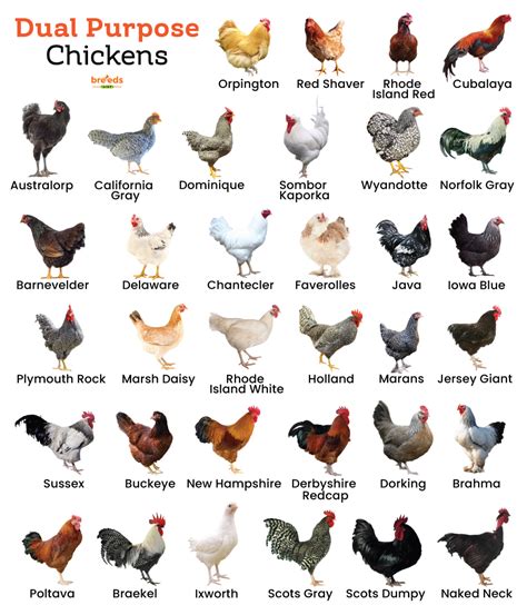 Chicken Breeds Best Chicken Breeds For Beginners Grubbly Farms