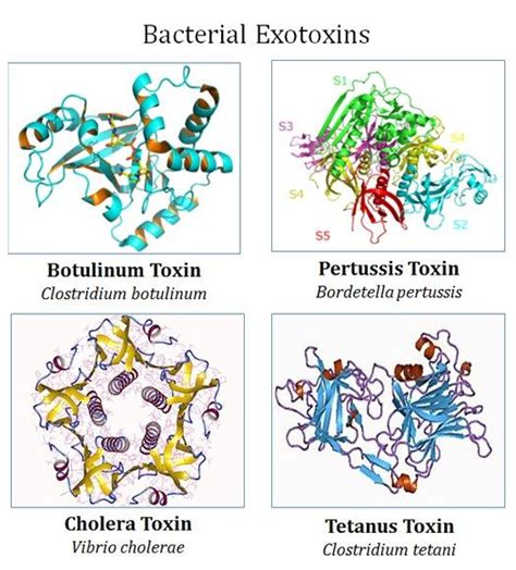 Compare Exotoxin Vs Endotoxin Of Bacteria Easy Biology Class Biology Class Teaching Biology