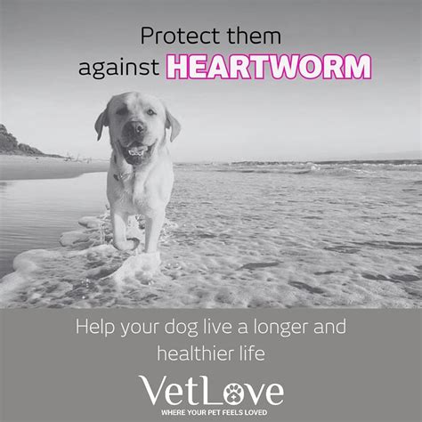 Vetlove 🪱 Heartworm Awareness 🦟 Exclusive Offer At Vetlove Heartworm