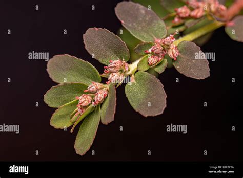 Red Caustic Creeper Plant Of The Species Euphorbia Thymifolia Stock