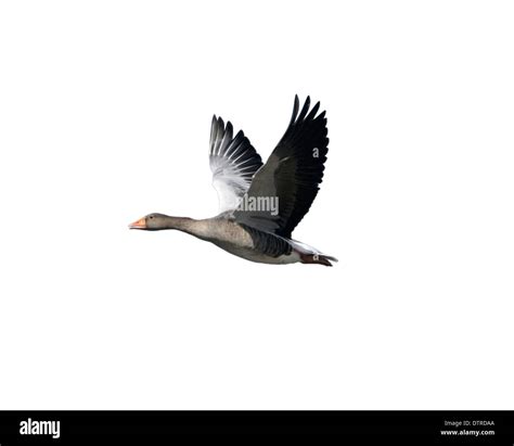 British Goose Cut Out Stock Images And Pictures Alamy