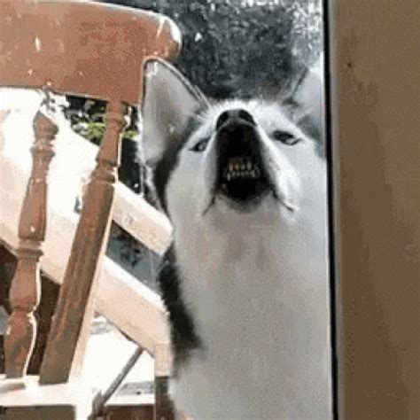 Funny Dog S That Will Brighten Your Day