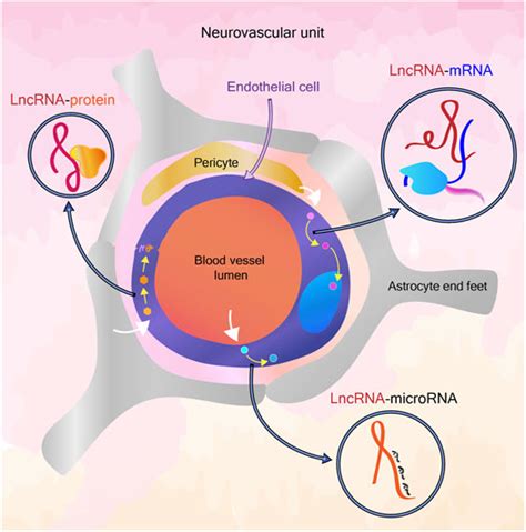 Frontiers Long Non Coding RNA Based Regulation Of Cerebrovascular Endothelium