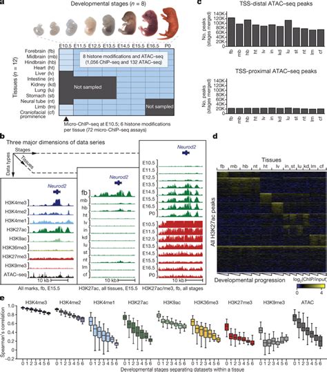 Profiling Histone Modifications During Mouse Fetal Development A