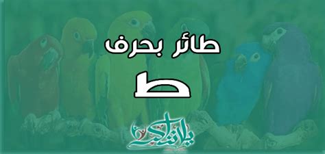 اسم طائر بحرف الطاء ط يلا نذاكر