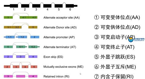 Tcga数据库可变剪切数据挖掘简介 生信自学网