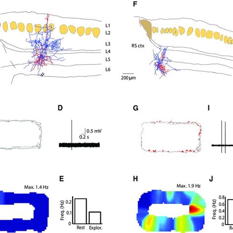Identified Neurons From The Deep Layers Of Medial Entorhinal Cortex A Download Scientific