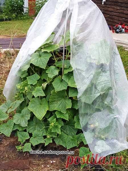 Как я сажаю огурцы в шины Наполнение шин и посев огурцов Сад и огород Постила