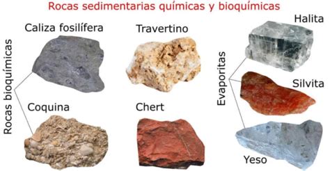 Ejemplos De Rocas Sedimentarias Orgánicas Clasificación De Las Rocas