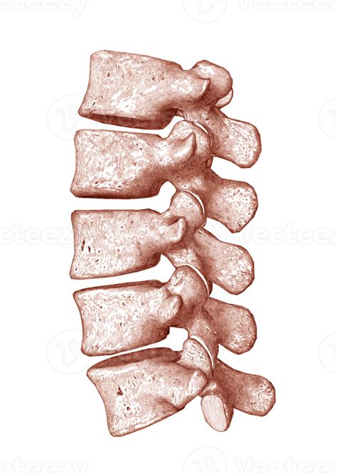 Isolado Vintage Pontilhado Lombar Vértebras Médico Ilustração