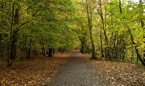 숲 자취 가을 Pixabay의 무료 사진 Pixabay
