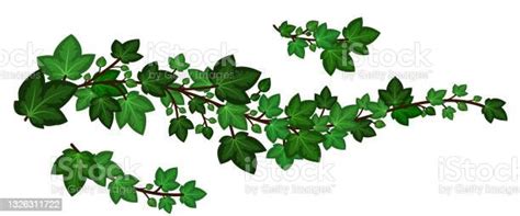 아이비는 가지를 떠난다 흰색 배경에 고립 된 녹색 담쟁이 화환 세트 장식 요소 만화 디자인 스타일 벡터 일러스트레이션 0명에 대한 스톡 벡터 아트 및 기타 이미지 Istock