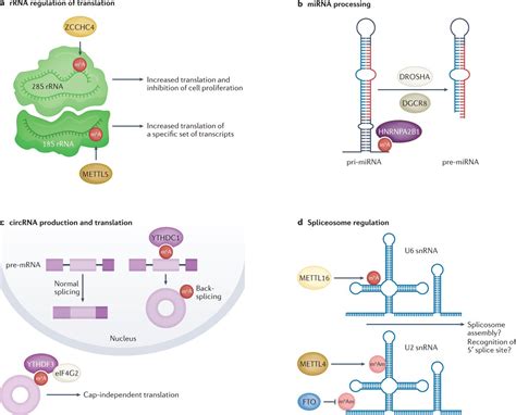 Nature Reviews Genetics On Twitter Advances In Detection And Mapping Methods Have Improved Our
