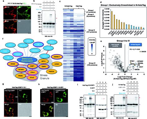 Spotlight Reveals The Host Interactome Of Nucleocapsid N Protein Of