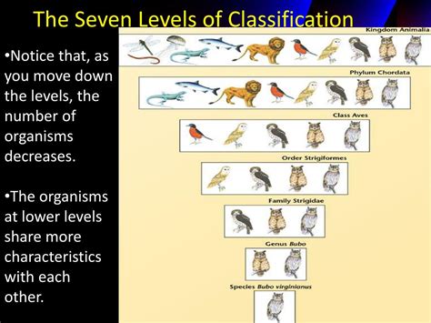 Ppt Classifying Organisms Powerpoint Presentation Free Download Id 2245396