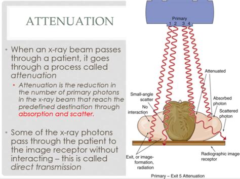 Radiation Biology Chapter Interactions Of X Radiation With Matter Flashcards Quizlet