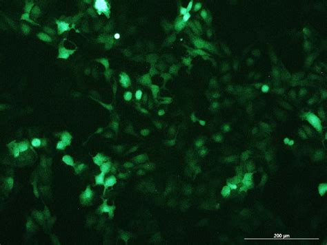 Oricell®sk Ov 3 With Gfp