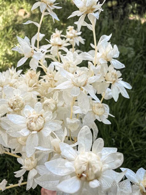 СУХОЦВІТИ•КОМПОЗИЦІЇ•ДЕКОР Annette Ua On Threads