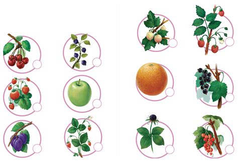 Картинки фруктовых деревьев для детей с названиями