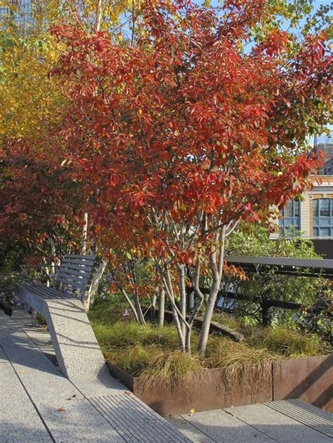Fabulous Multi Stemmed Trees In Woodland Garden