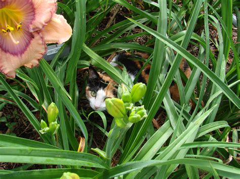 Earthly Treasures Daylily Garden Sherry Candy