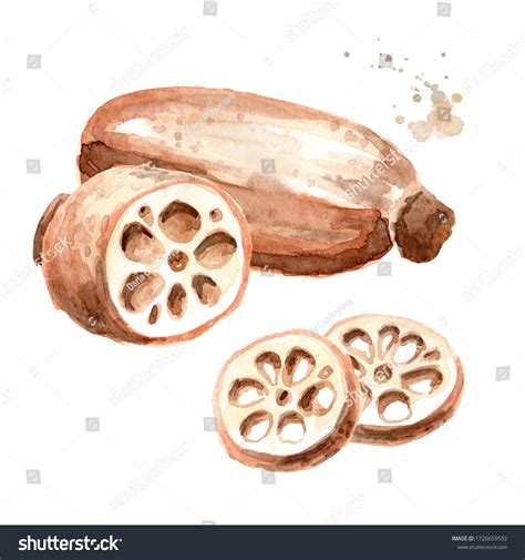 3194 연근 일러스트 이미지 스톡 사진 및 벡터 Shutterstock