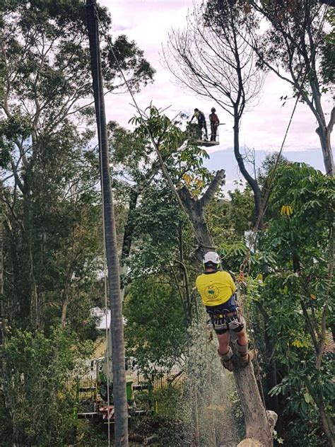 Tree Removal Ab Trees