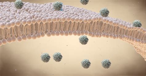 Cell Based Drug Uptake Assays Marinbio Advanced Bioanalytical Services