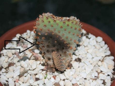 Cactus Treatments Most Common Diseases And Pests Of This Flower Nexles