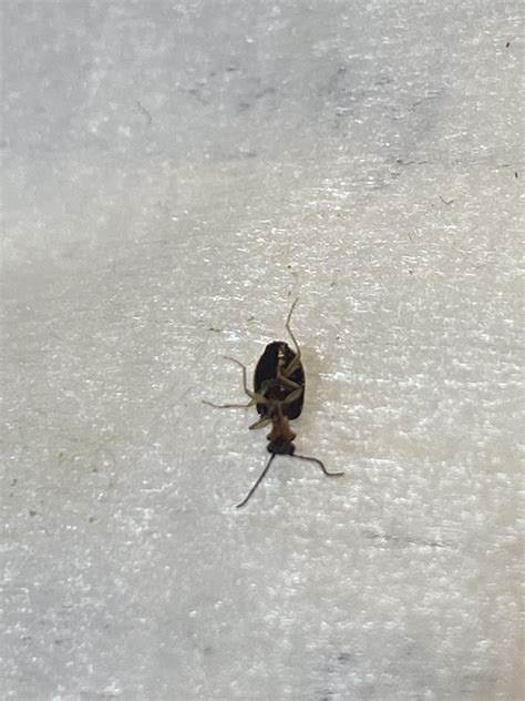 Id On This Thing I Found On My Bed Please R Bedbugs