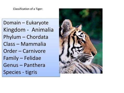 Levels Of Classification Tiger At Skye Milliner Blog