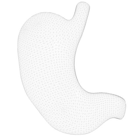 Human Stomach Cross Section 3d Model C4d Stl Obj 3ds Fbx