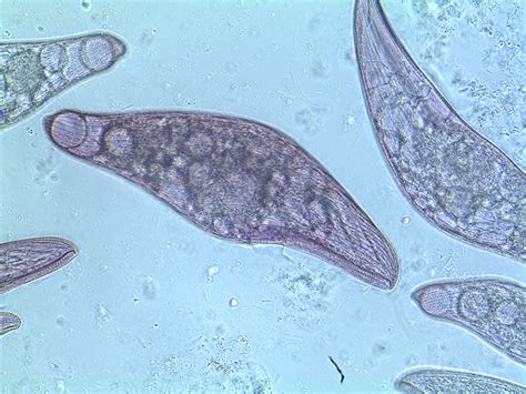 Protista Cells Under Microscope Protists Microscope Slides