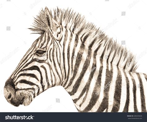Hand Drawn Zebra Side Profile Closeup Stock Illustration 289439630